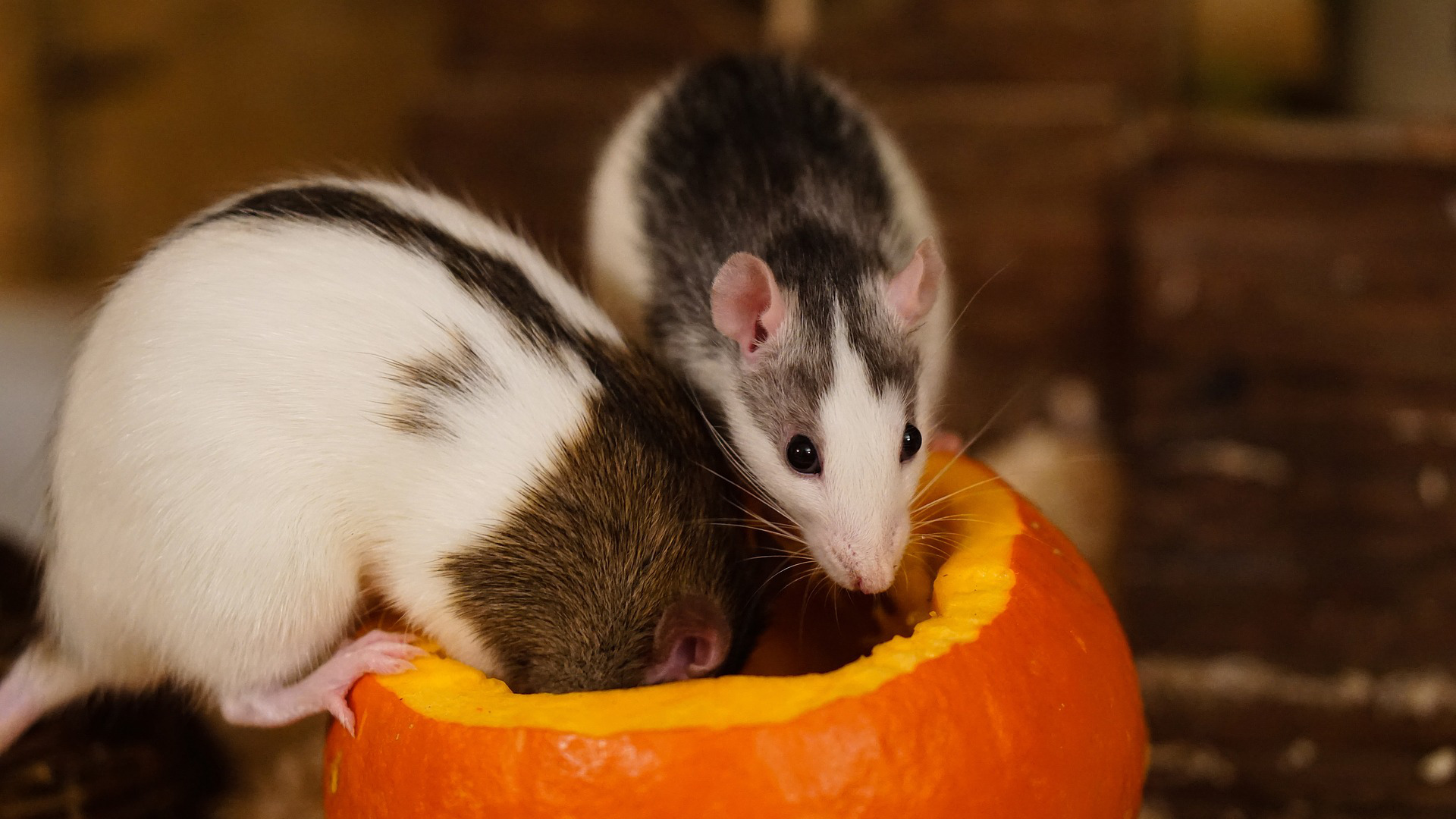 Ten Dead Rats 4th Draft – Paul's Gameblog